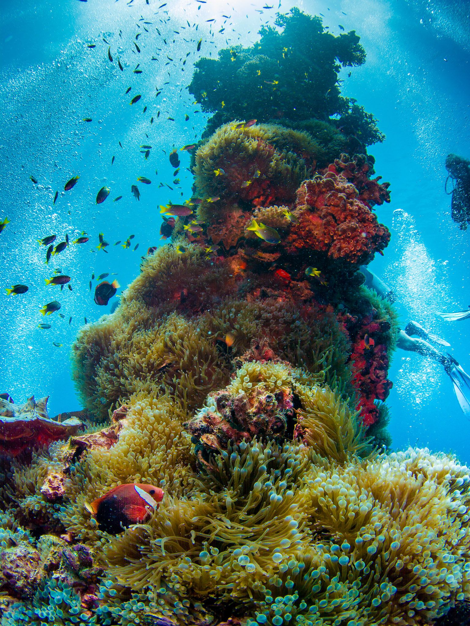The Worlds Best Wreck Dives! - Master Liveaboards