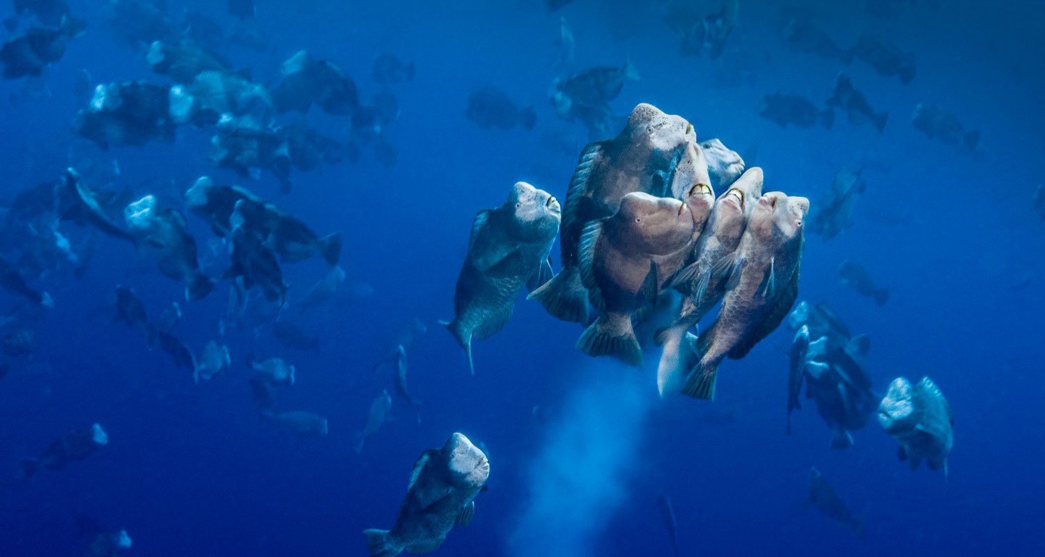 New moon spawning 10 nights - Master Liveaboards