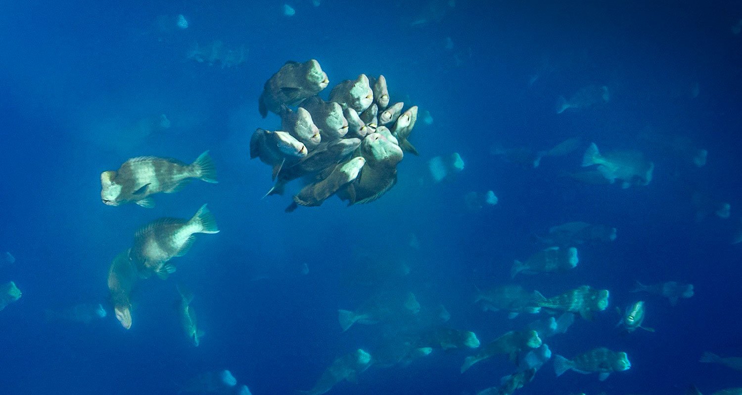 New moon spawning 7 nights - Master Liveaboards