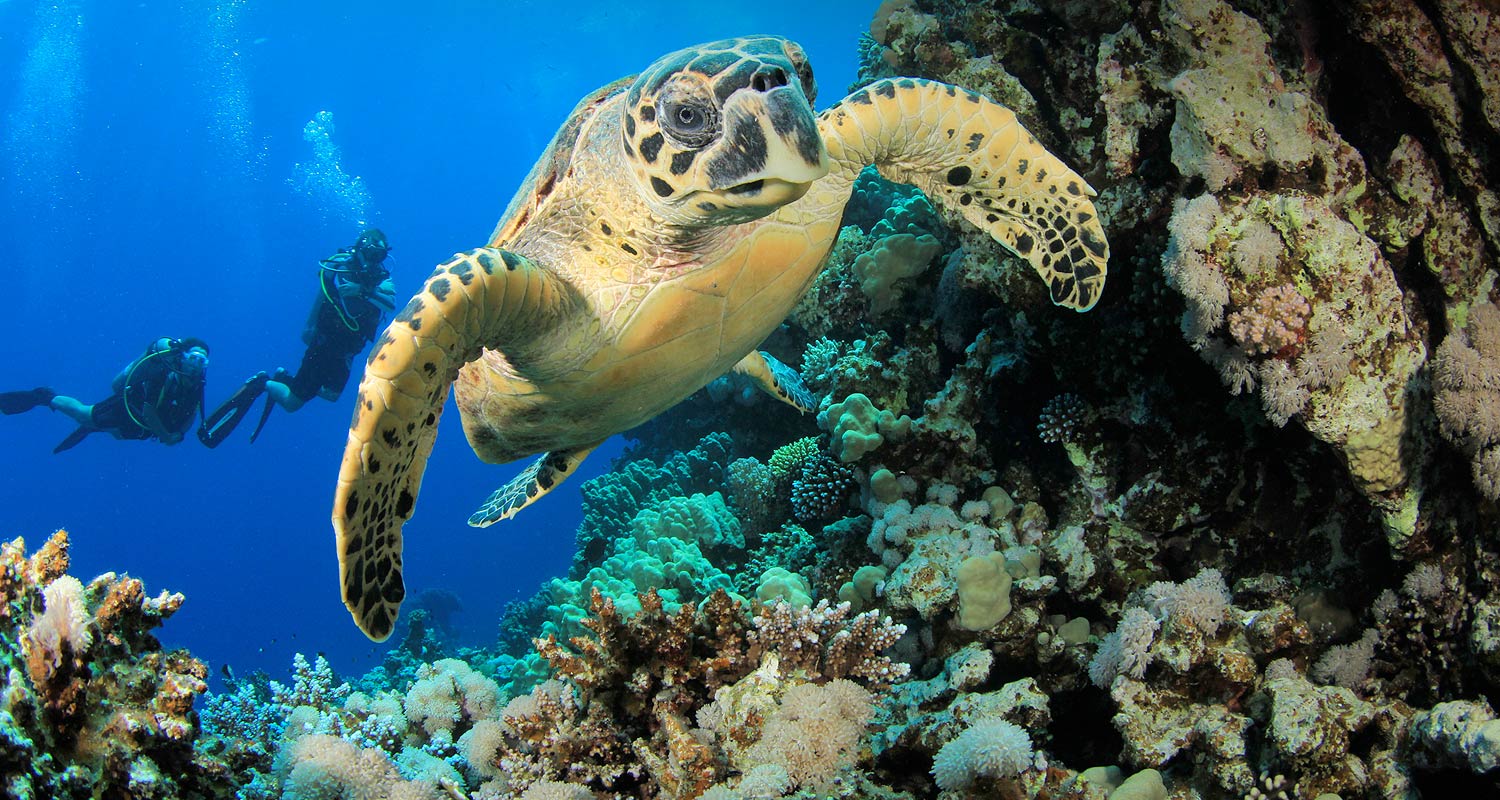 Southern Visayas 10 nights itinerary - Master Liveaboards