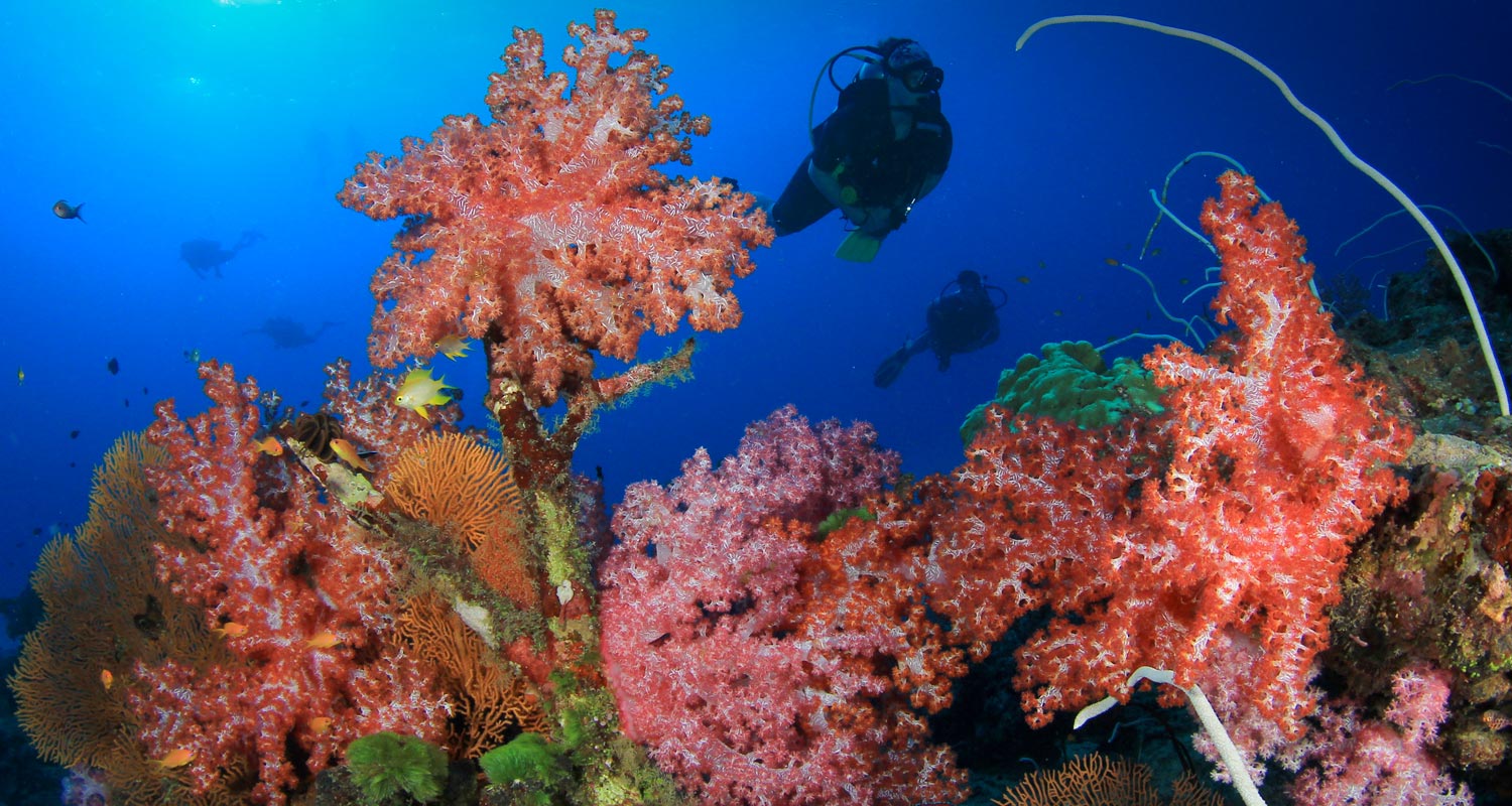 Southern Visayas 6 nights itinerary - Master Liveaboards