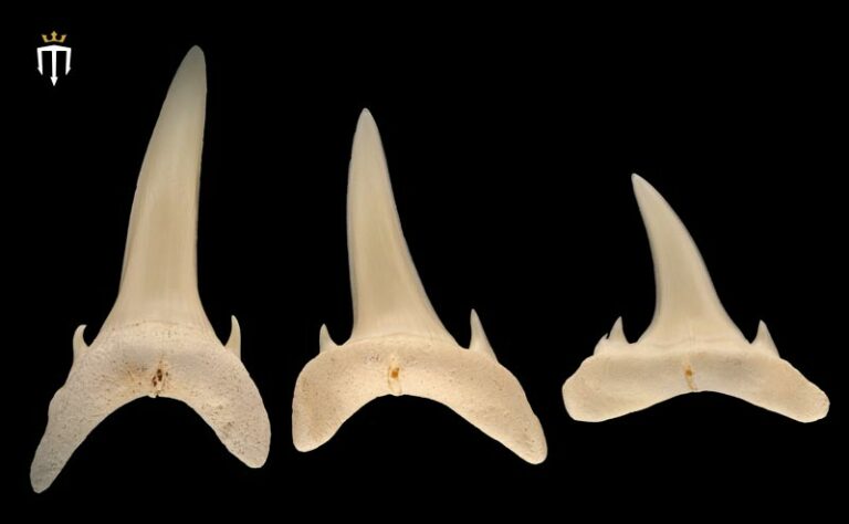 Shark Teeth | 4 different types - Master Liveaboards