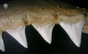 Shark Teeth | 4 different types - Master Liveaboards