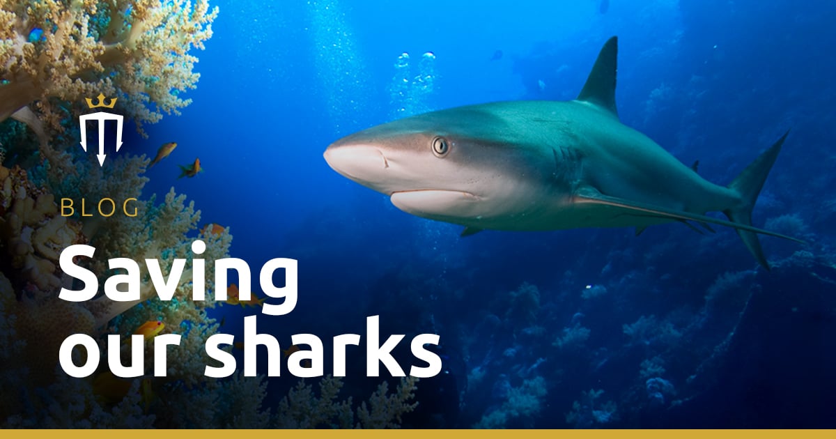 Saving our Sharks and how you can help - Master Liveaboards