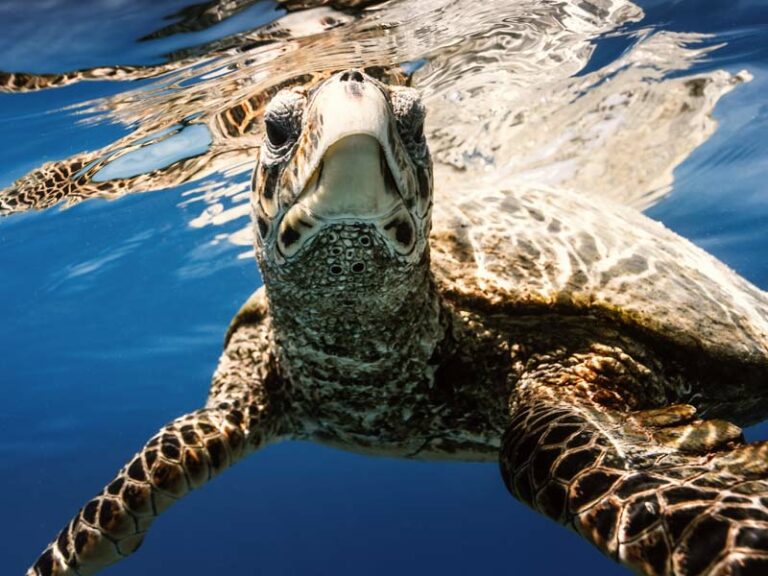 Interesting Sea Turtle Facts - Master Liveaboards