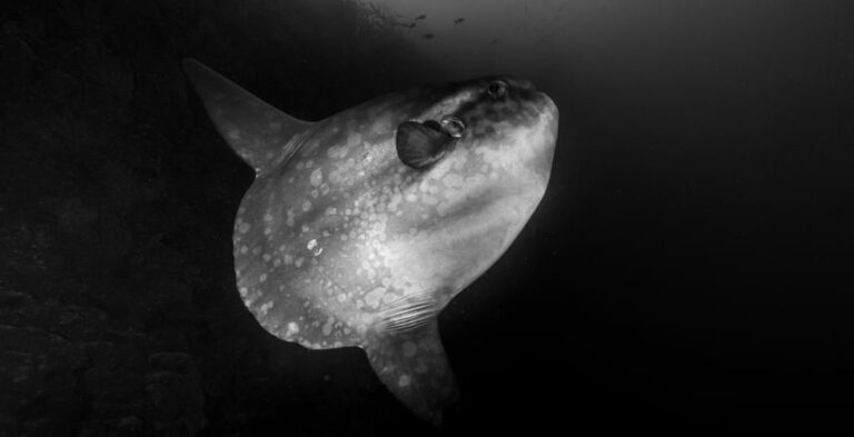 The Giant Ocean Sunfish: a most bizarre fish - Master Liveaboards