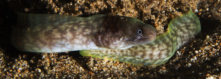 Fascinating Facts About Moray Eels - Master Liveaboards