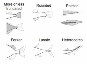 What is this fish? - Master Liveaboards