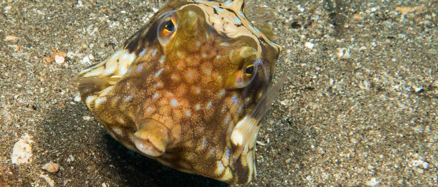 Portofolio - Visayas has it all! - Master Liveaboards