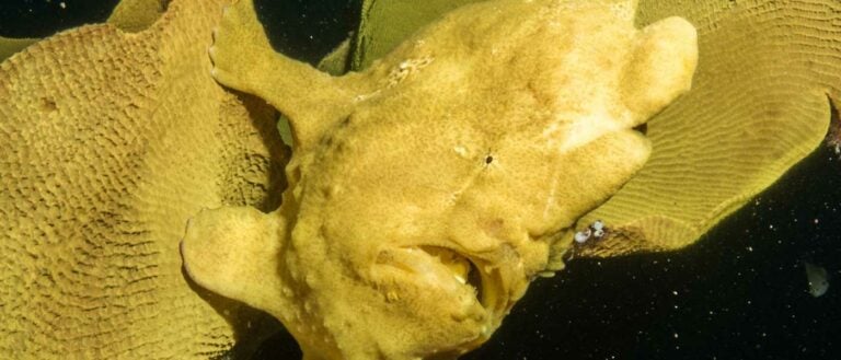 Portofolio - Visayas has it all! - Master Liveaboards