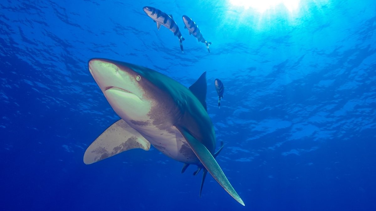 Portofolio - Ultimate Bahamas by Fans - Master Liveaboards