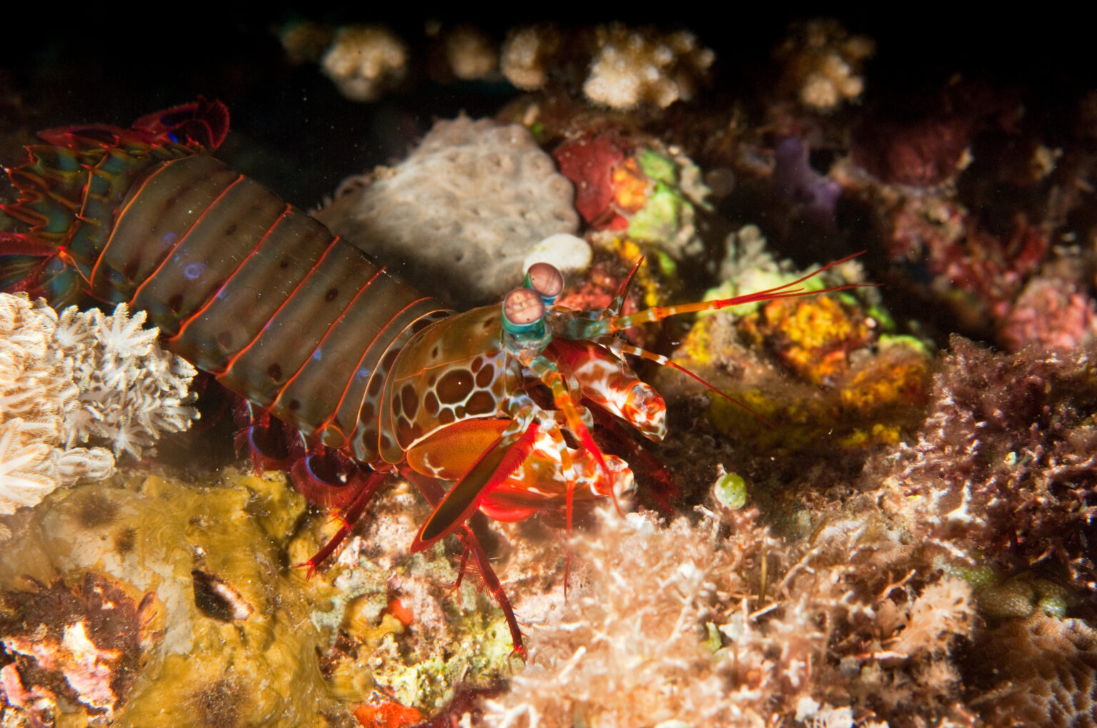 Manta rays to Mantis shrimp - Master Liveaboards