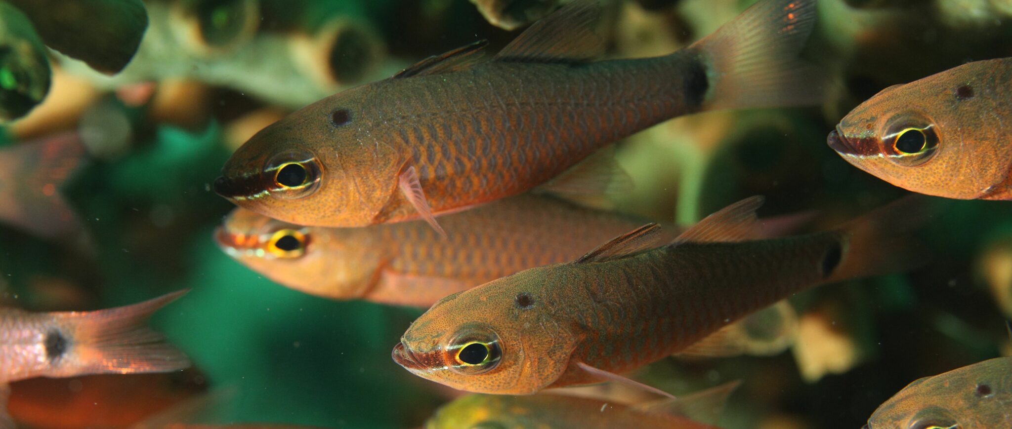 Dive the USS Apogon (SS-308) - Master Liveaboards