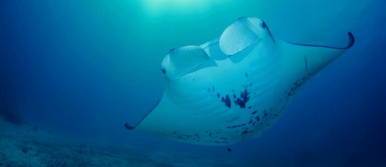 How to Identify Manta Rays by Their Unique Markings - Master Liveaboards