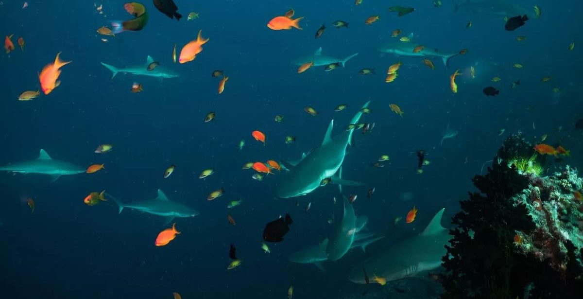 The Best Dive Sites in the Maldives: A Diver's Paradise - Master ...