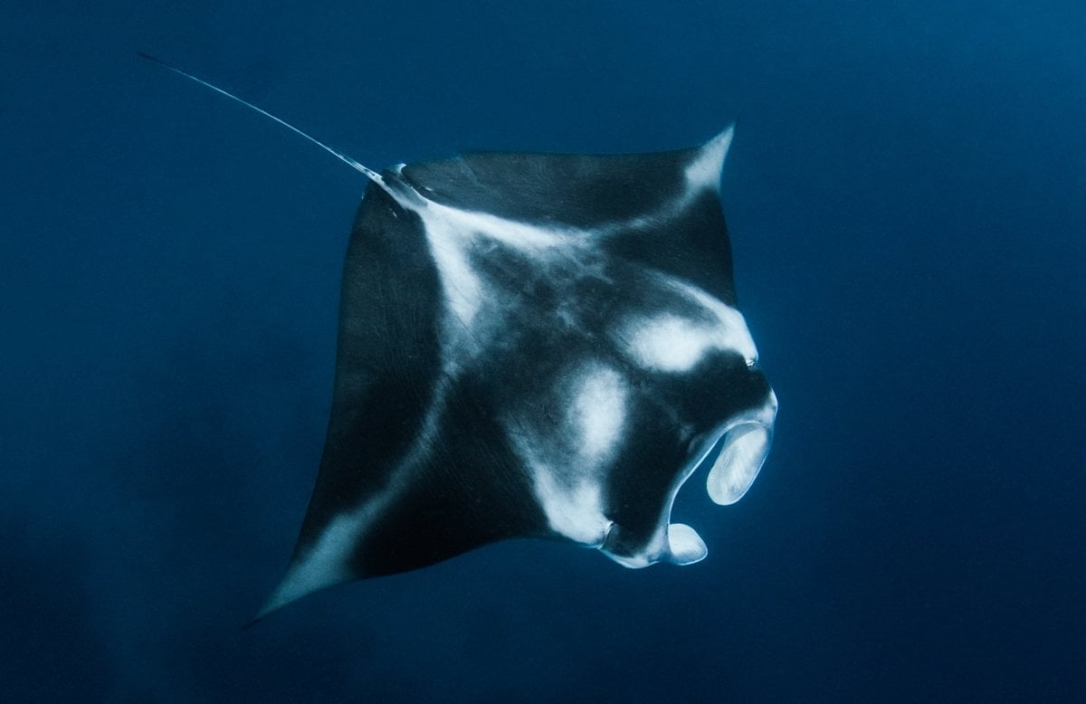 How to Identify Manta Rays by Their Unique Markings - Master Liveaboards