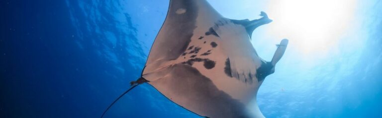 How to Identify Manta Rays by Their Unique Markings - Master Liveaboards