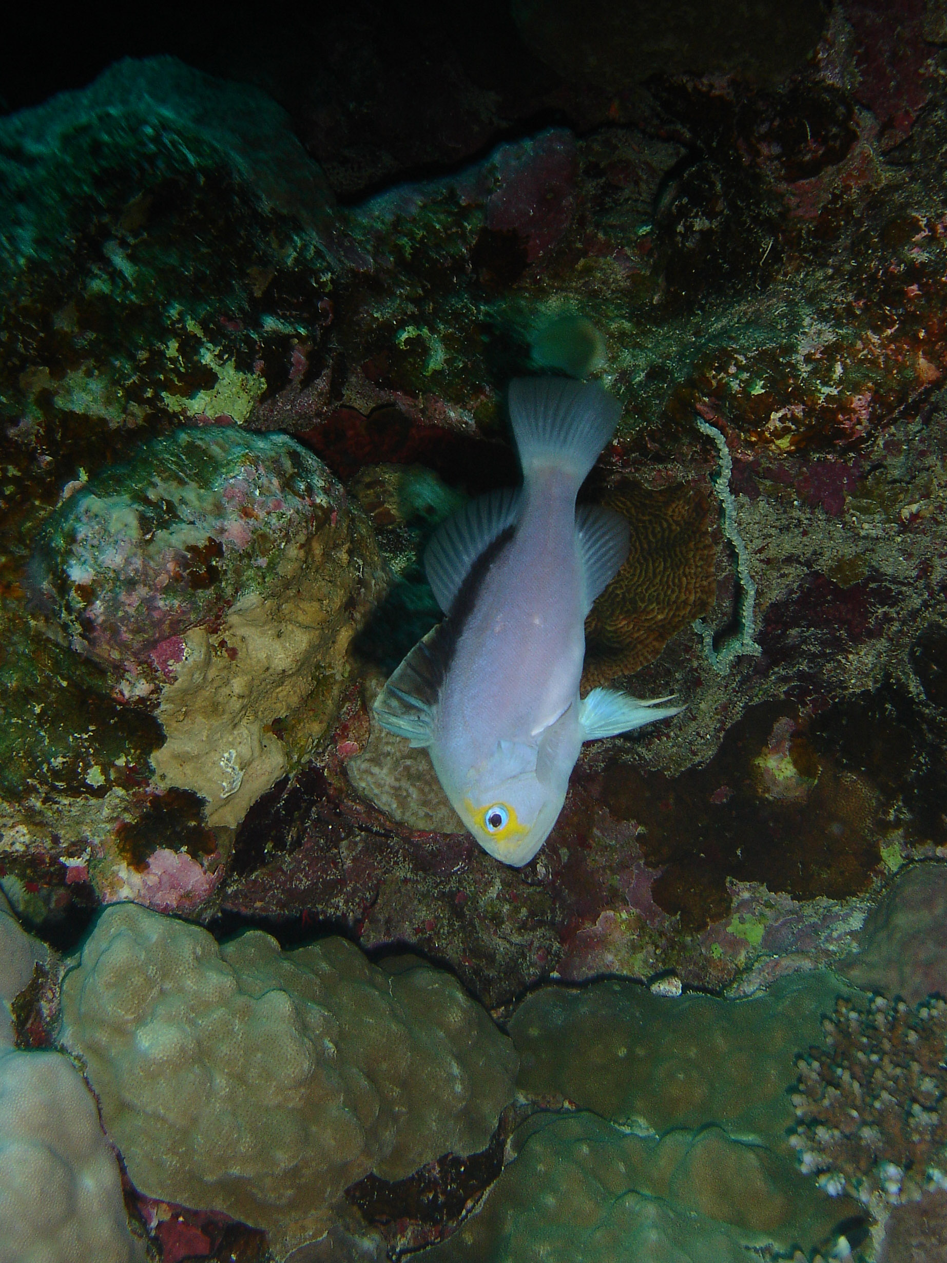 The Egyptian Red Sea: A Diver's Paradise of Endemic Species - Master ...