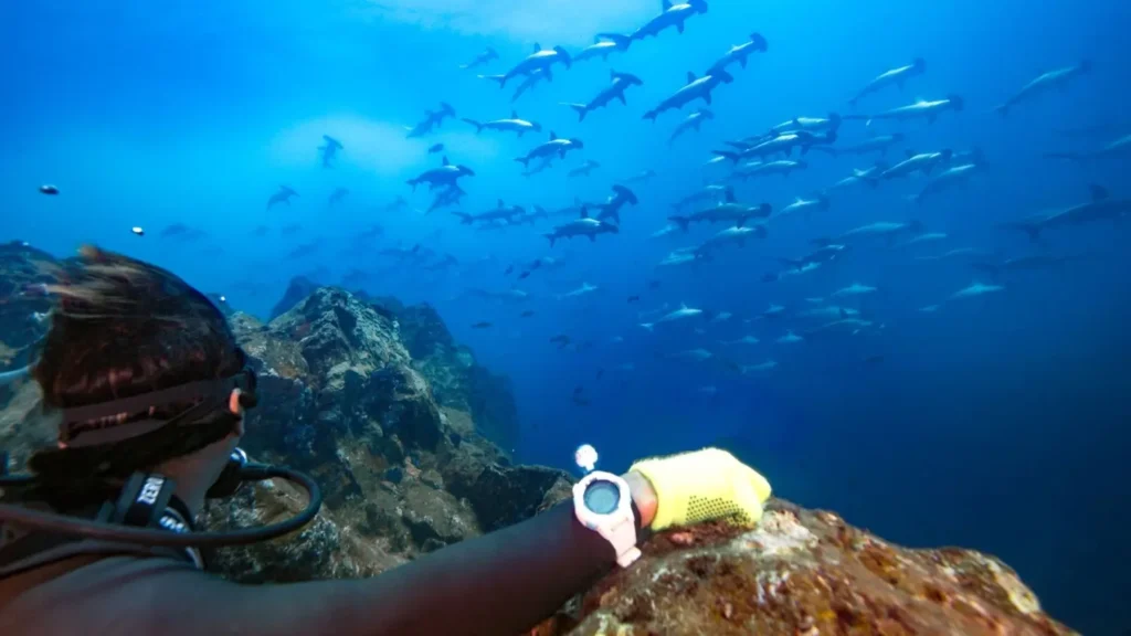 How to Master Diving at Darwin's Arch - Master Liveaboards